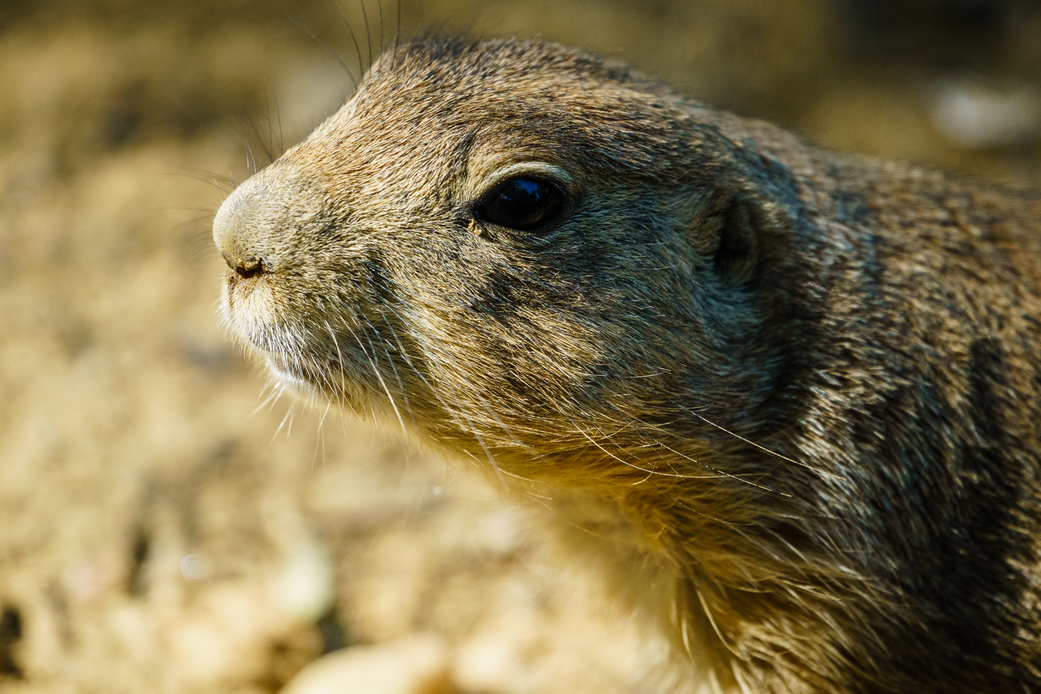 Prairie Dog Noms | Jasonian Photography